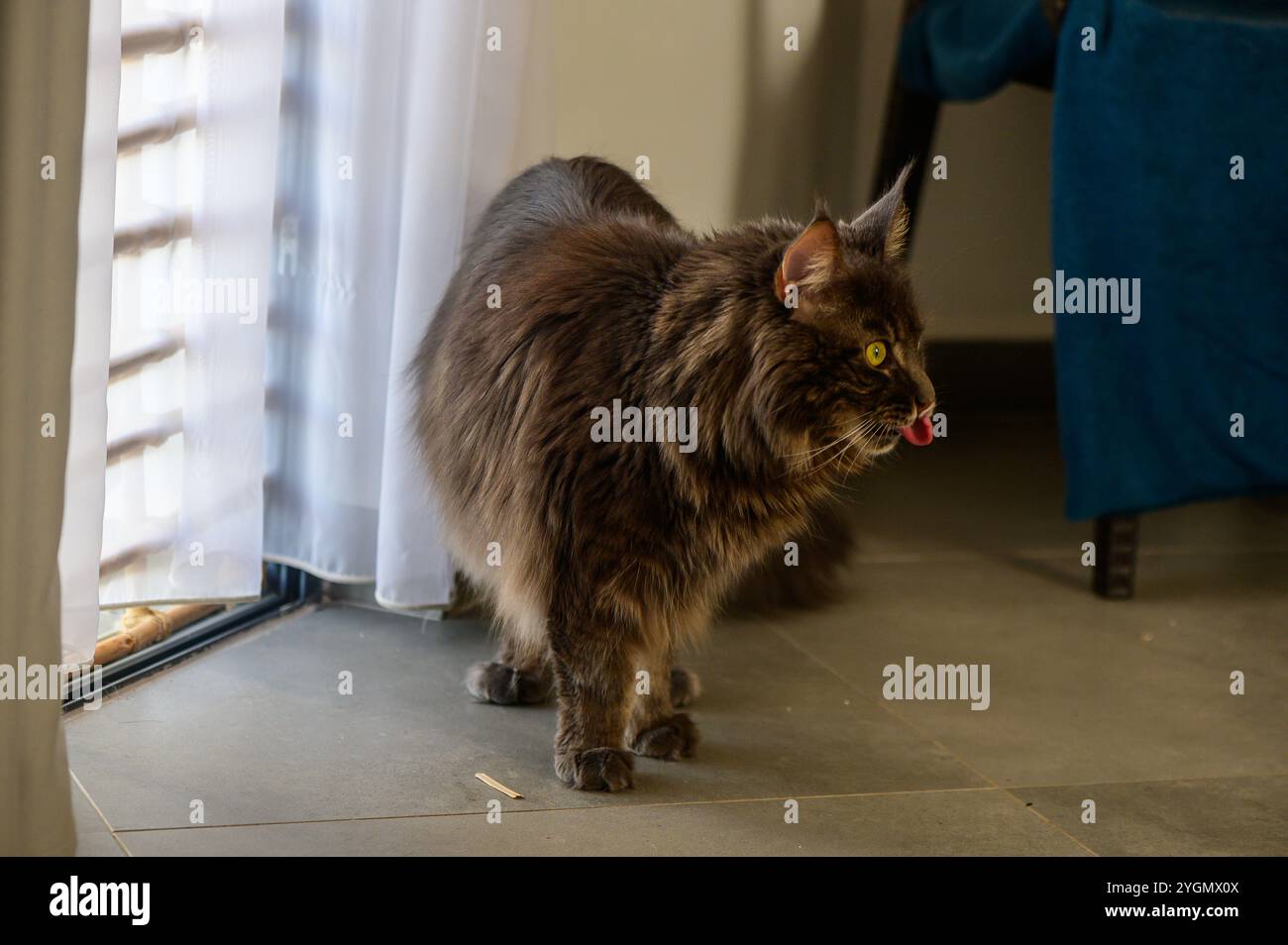 A playful cat wanders through a sunny living space, its tongue sticking out in a quirky ...