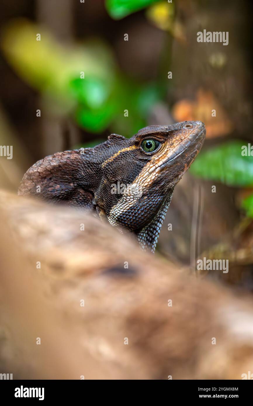 The common basilisk (Basiliscus basiliscus), species of lizard in the family Corytophanidae ...