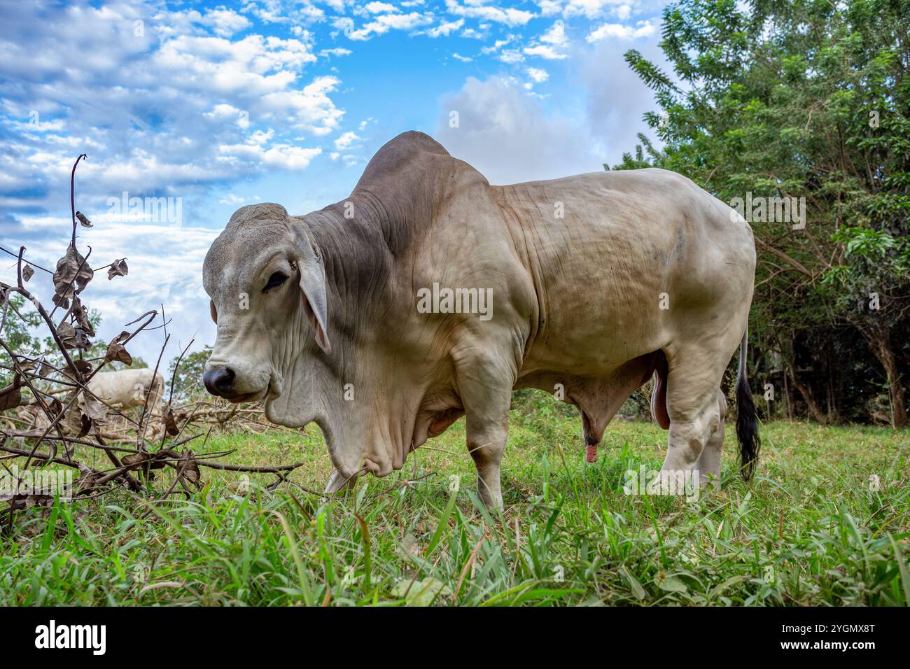 American Brahman is an breed of zebuine-taurine hybrid beef cattle ...