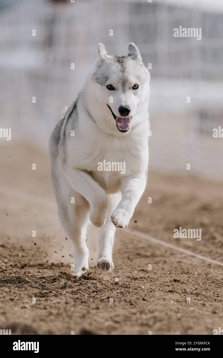 Group happy siberian husky hi-res stock photography and images - Alamy