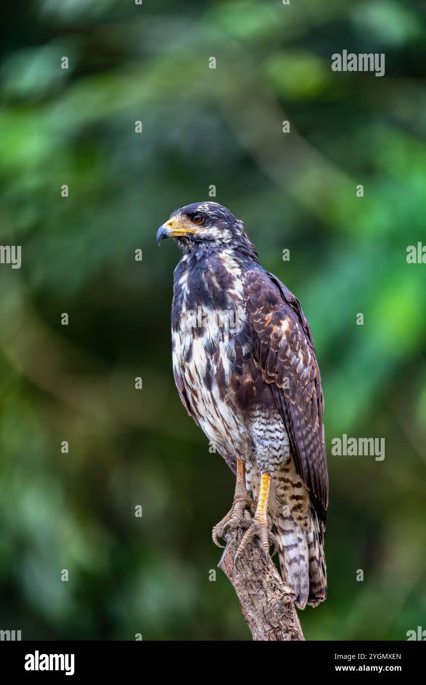 Common black hawk (Buteogallus anthracinus) is a bird of prey in the family Accipitridae ...
