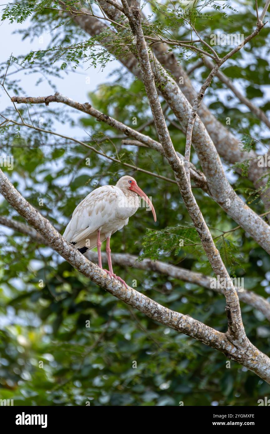 American white ibis juvenile (Eudocimus albus), species of bird in the ...