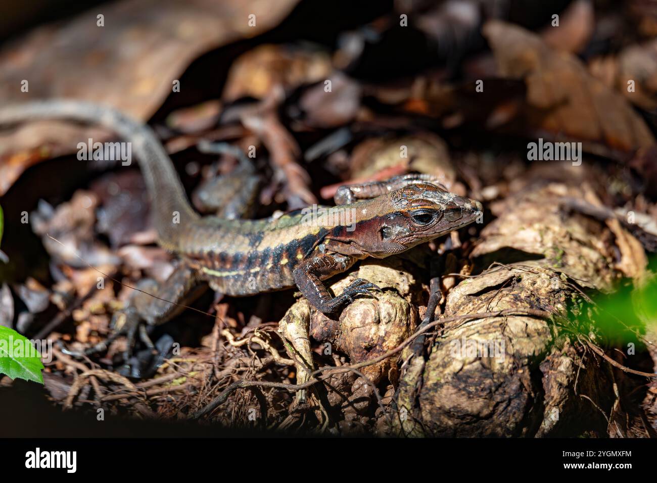 Holcosus undulatus, known as the barred whiptail, the metallic ameiva ...
