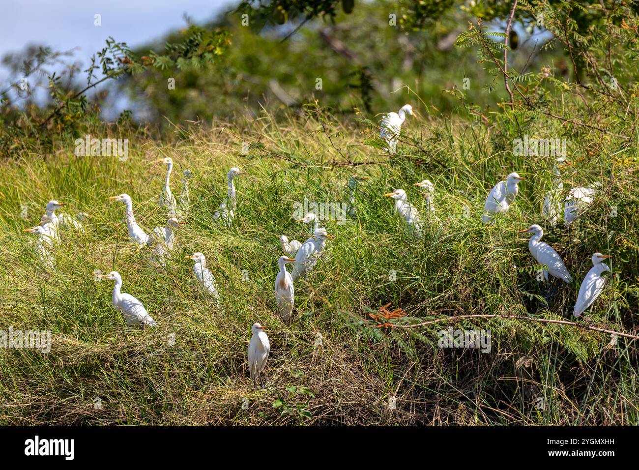 Cattle egret (genus Bubulcus),cosmopolitan clade of heron (family ...