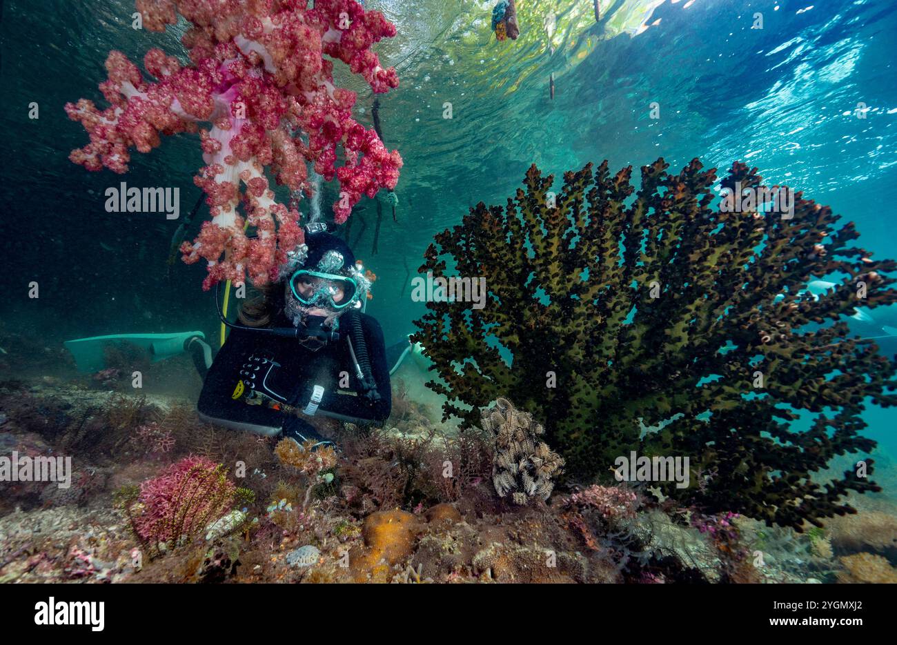 exploring the mangrove forest in Raja Ampat Stock Photo - Alamy