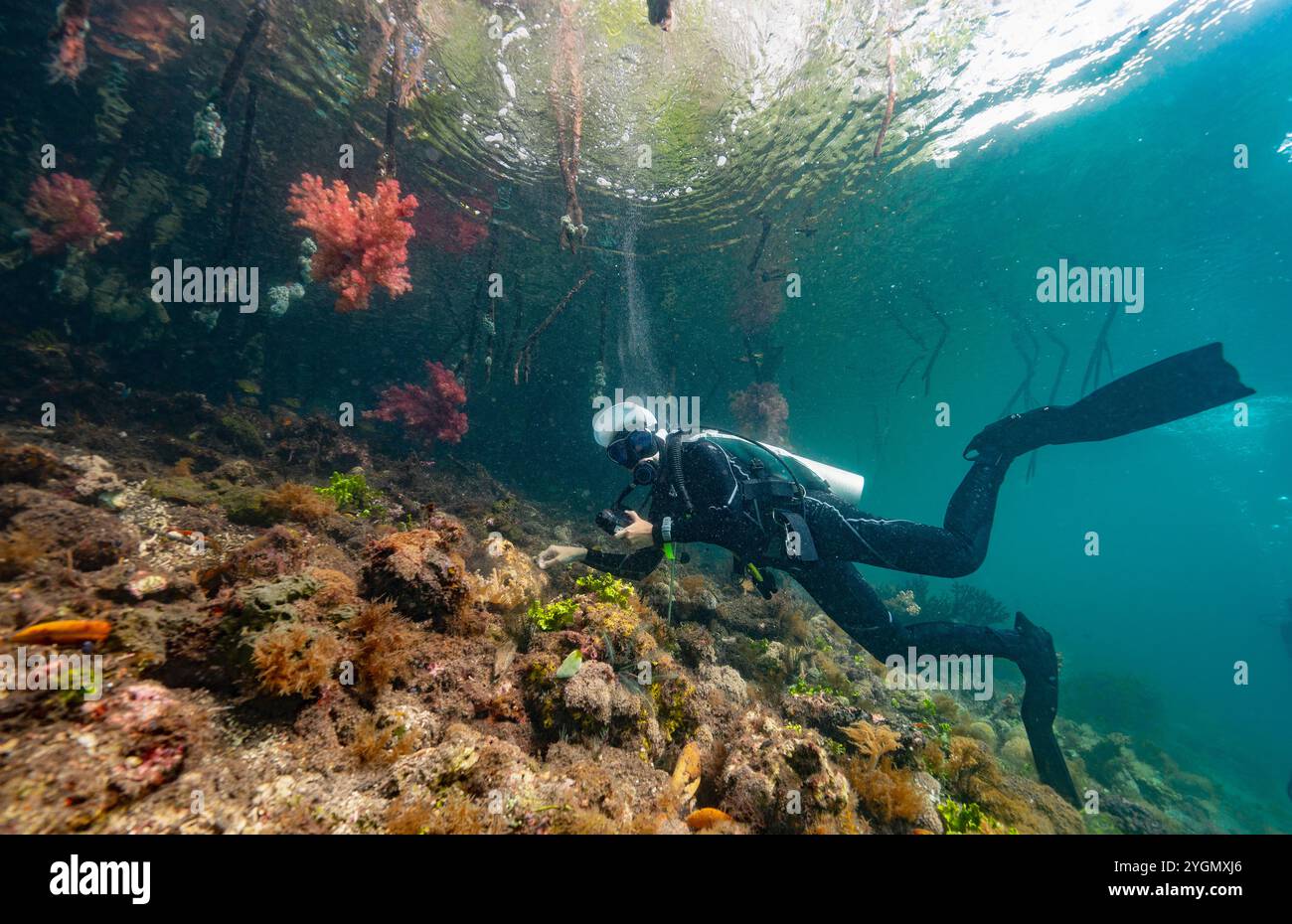exploring the mangrove forest in Raja Ampat Stock Photo - Alamy