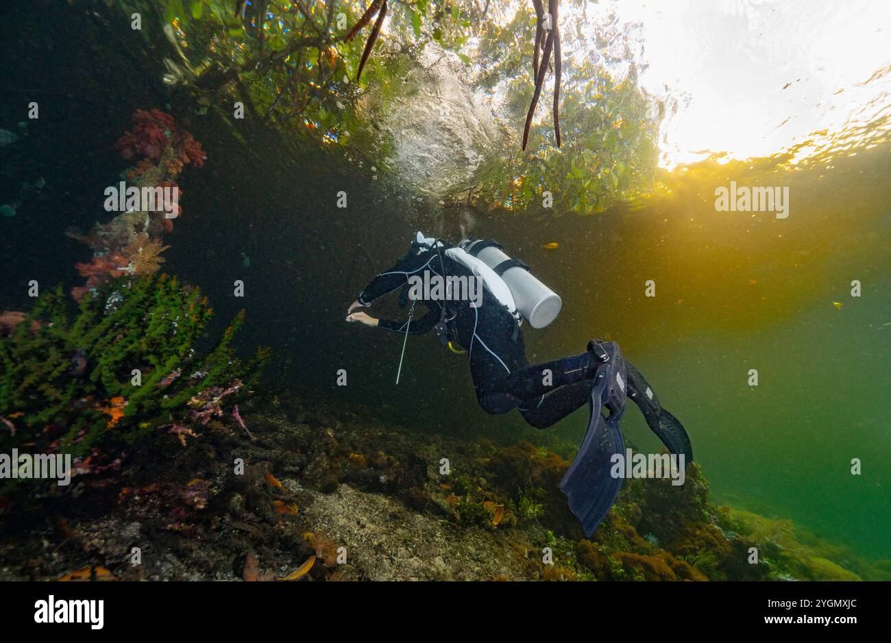 exploring the mangrove forest in Raja Ampat Stock Photo - Alamy