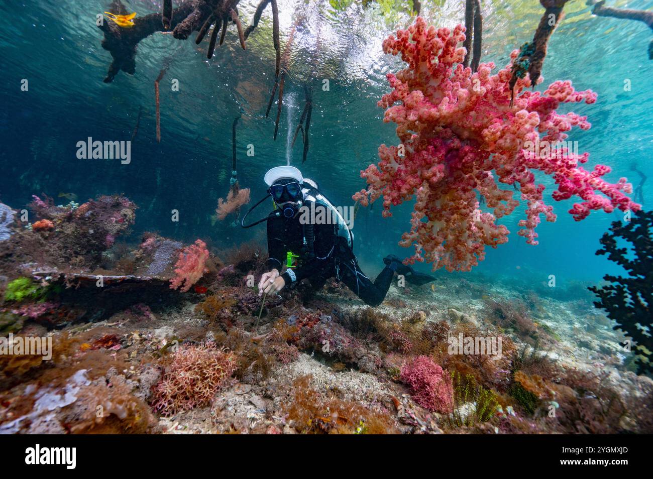 exploring the mangrove forest in Raja Ampat Stock Photo - Alamy