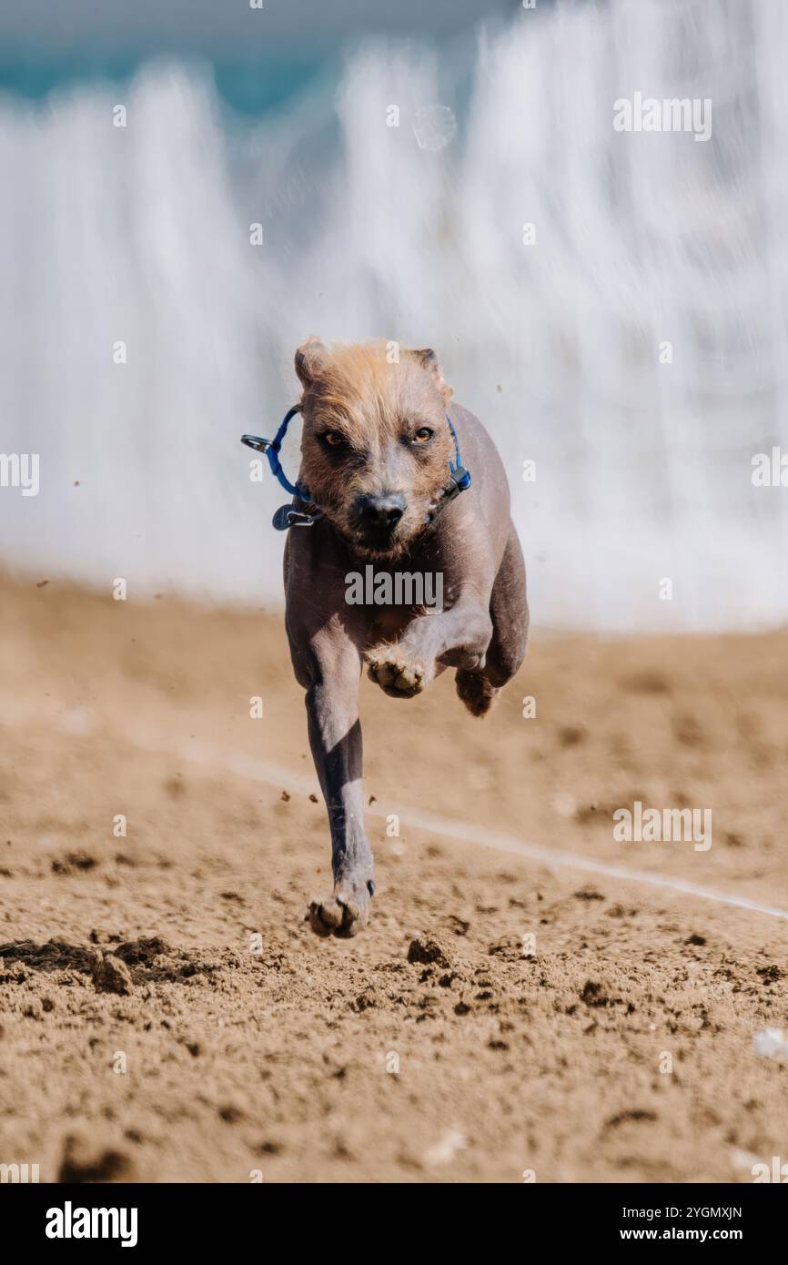 Xoloitzcuintli Mexican Hairless Running Lure Course Sprint Dog Sport ...