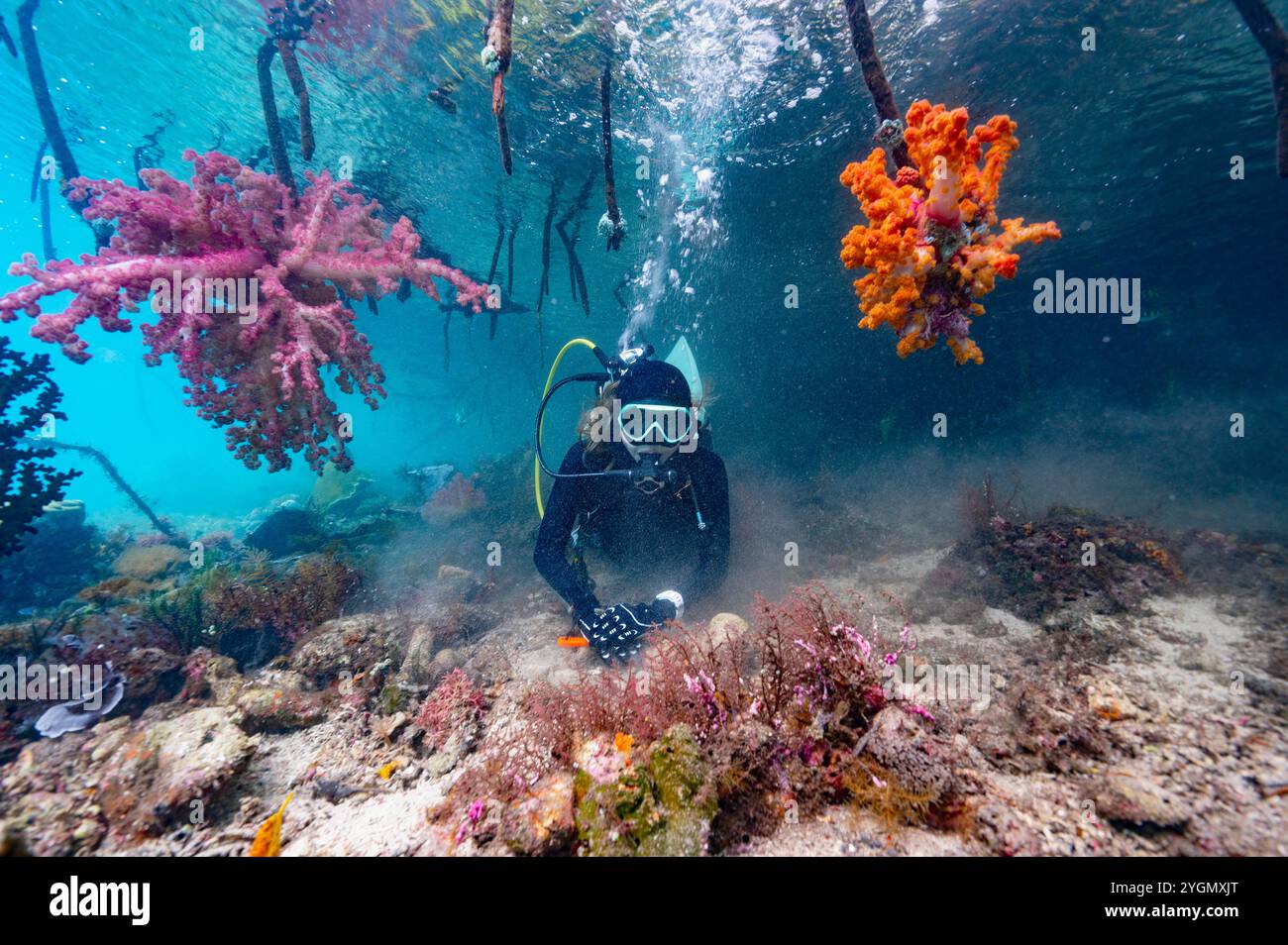 exploring the mangrove forest in Raja Ampat Stock Photo - Alamy