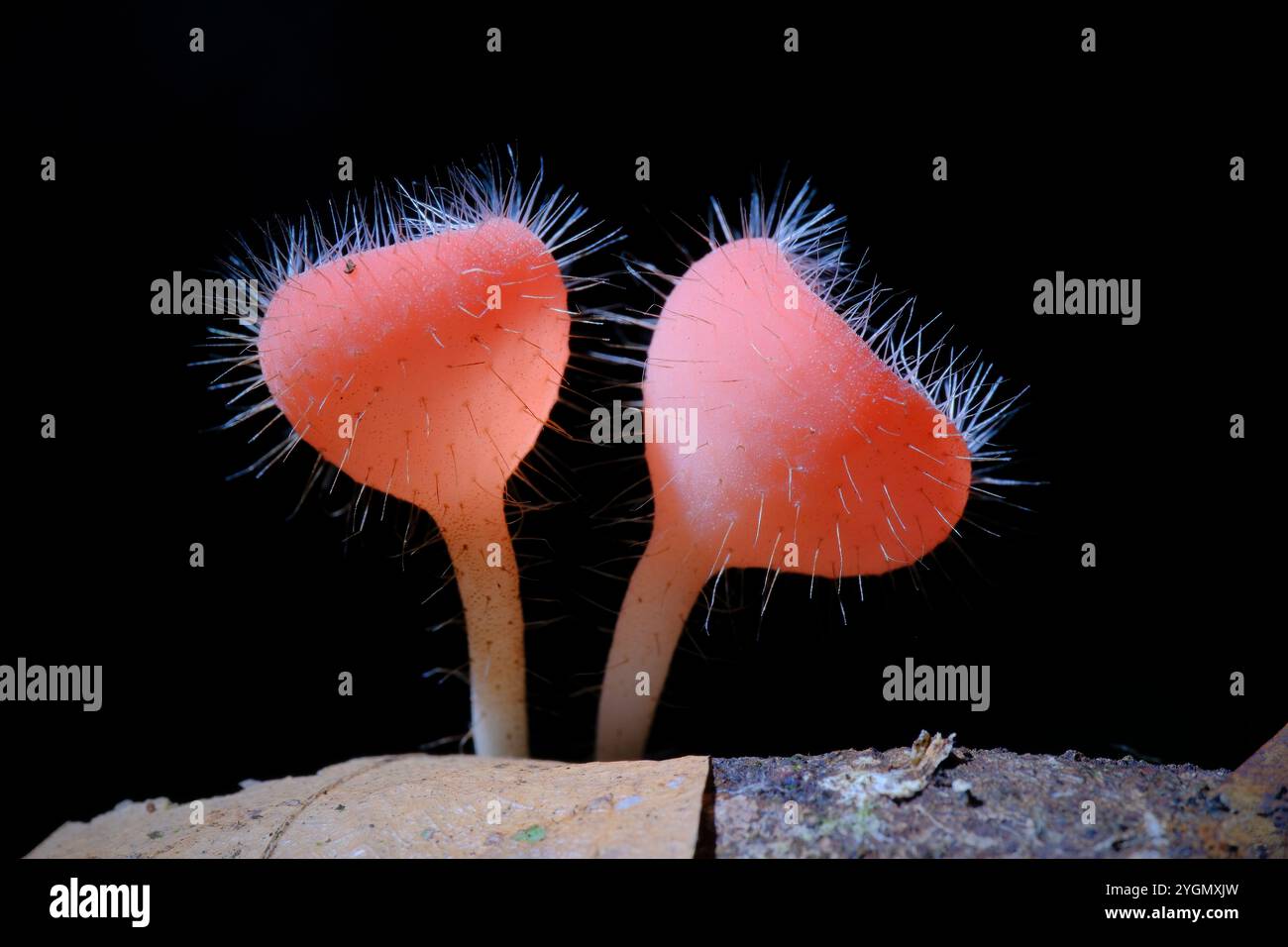 Cookeina Tricholoma also known by its common name bristly tropical cup ...