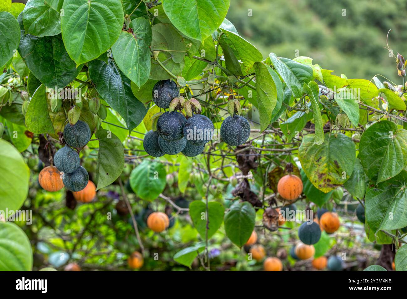 Passiflora ligularis, commonly known as the sweet granadilla or ...