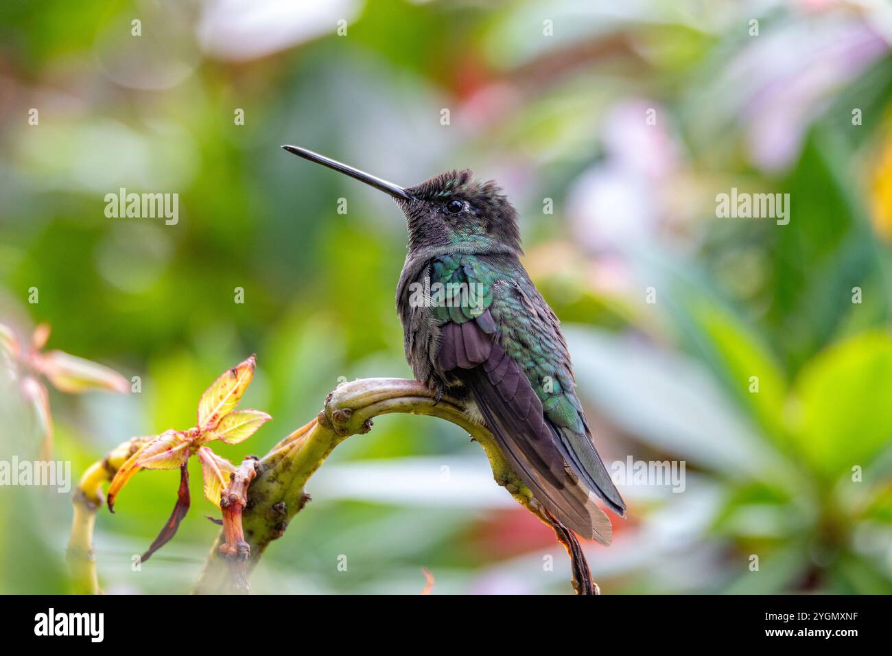 Charming hummingbird (Polyerata decora), known as the beryl-crowned hummingbird. Species of ...