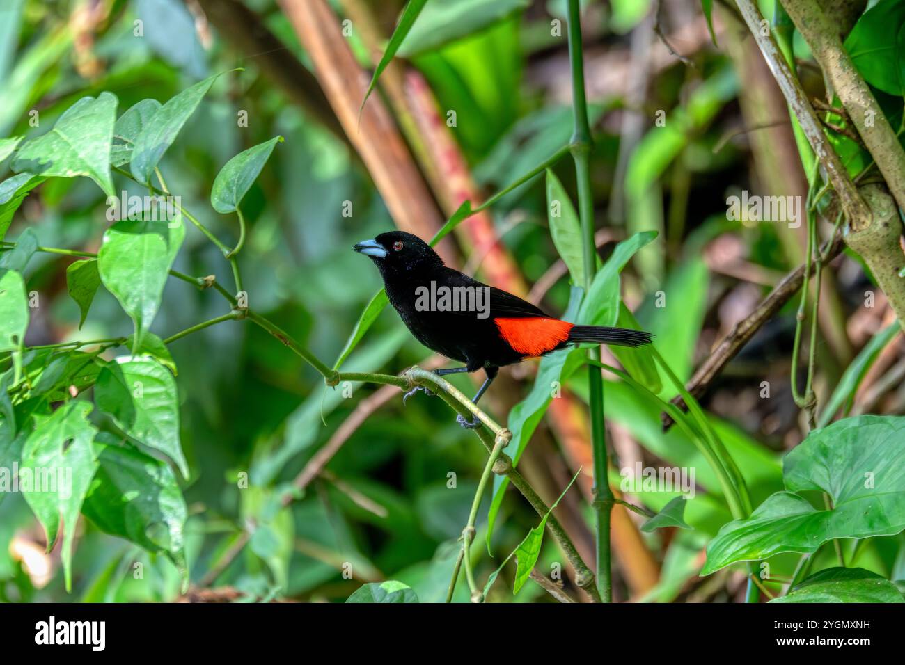 Black and red bird Scarlet-rumped tanager (Ramphocelus passerinii ...
