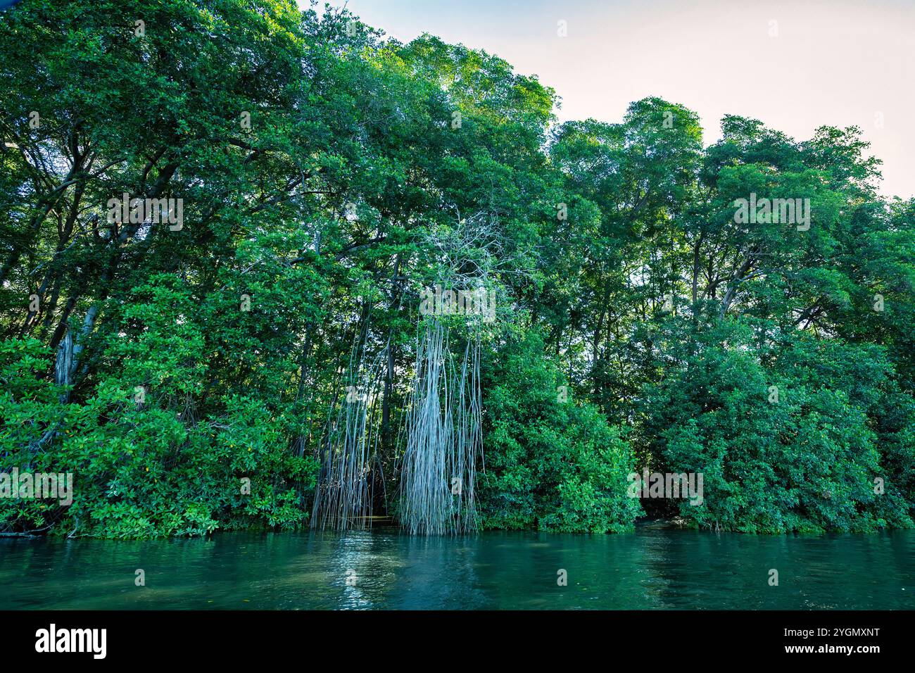 Boat moving through the Tempisque River with beautiful landscape of ...