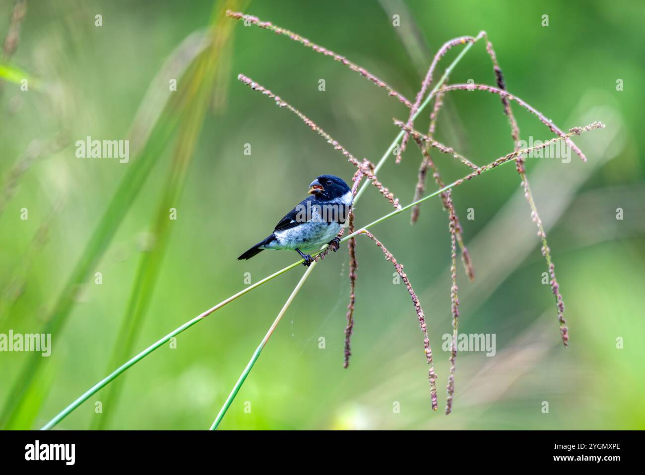 Variable seedeater (Sporophila corvina), passerine bird which breeds ...