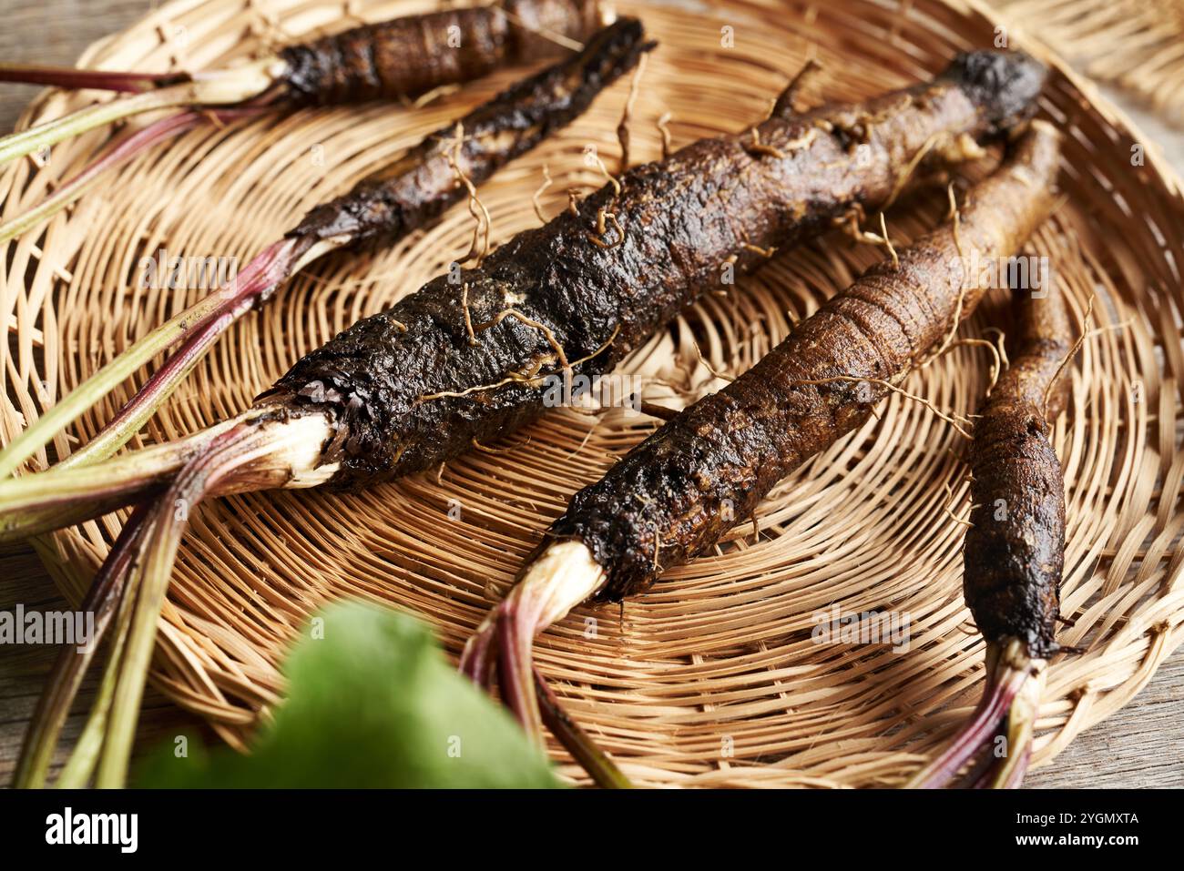 Fresh whole burdock root on a table - ingredient for herbal tincture ...