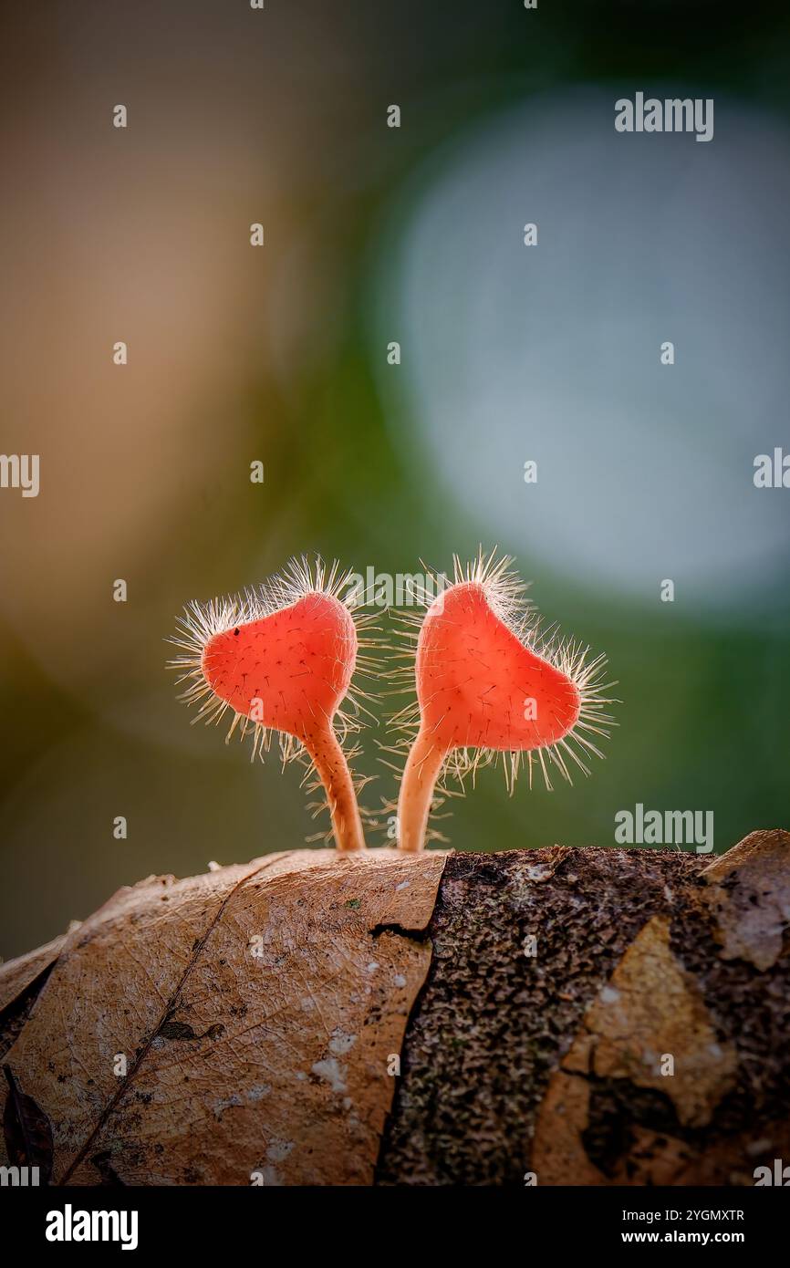 Cookeina Tricholoma also known by its common name bristly tropical cup ...