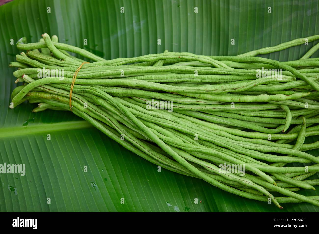 Long bean plant hi-res stock photography and images - Alamy