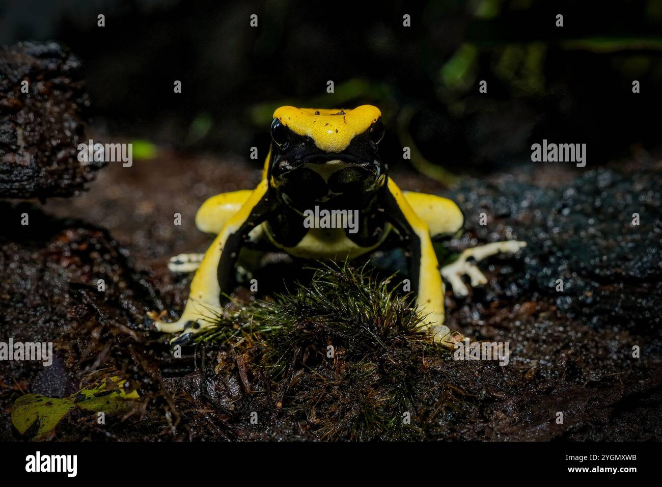 poison frog or dart frog with bright vivid colors Stock Photo - Alamy