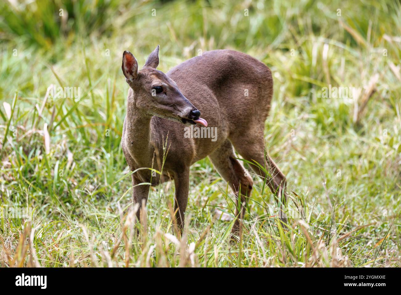 White-tailed deer (Odocoileus virginianus), also known commonly as the ...
