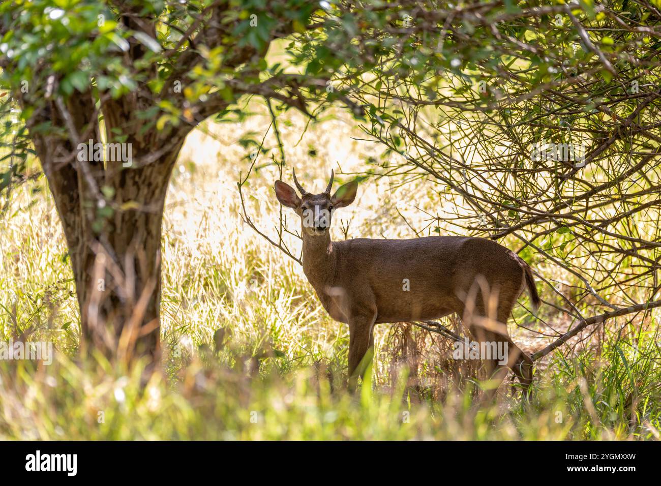 White-tailed deer (Odocoileus virginianus), also known commonly as the ...