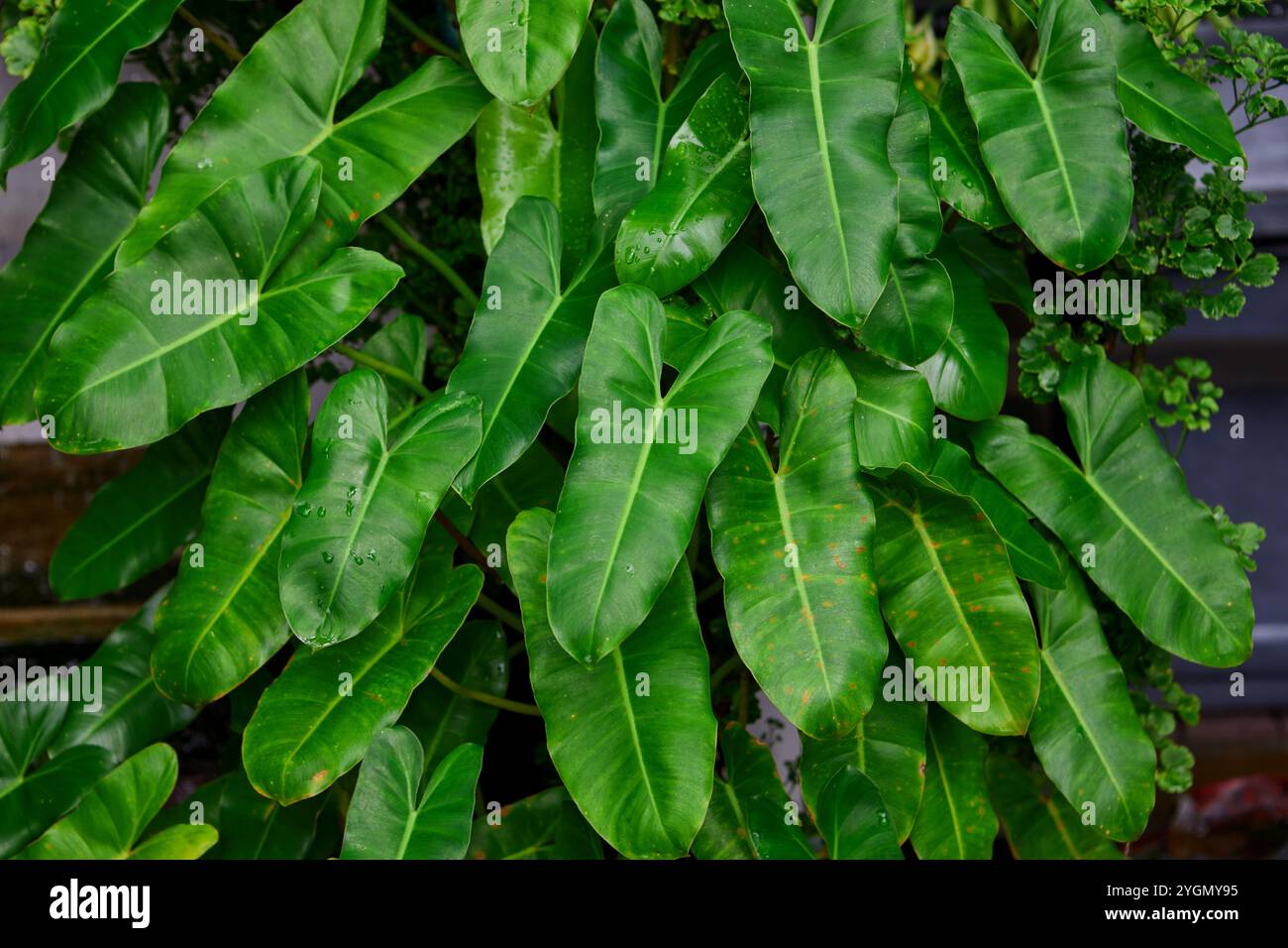 Philodendron leaf rainforest hi-res stock photography and images - Alamy