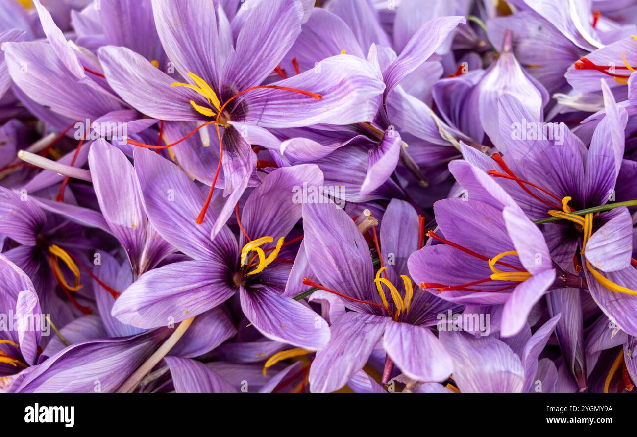 Dried up flower plant hi-res stock photography and images - Alamy