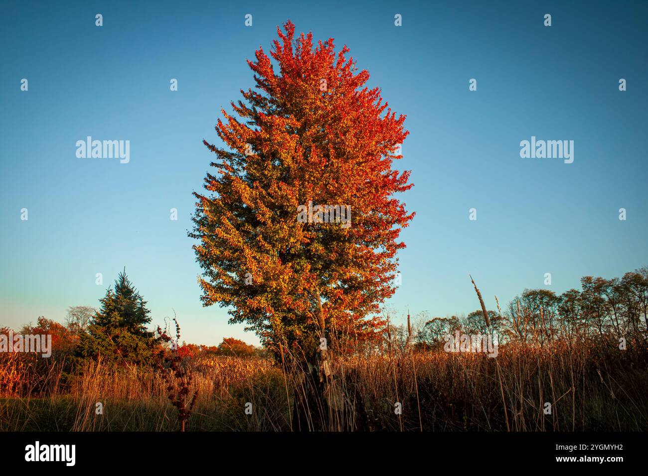 Silver maples hi-res stock photography and images - Alamy