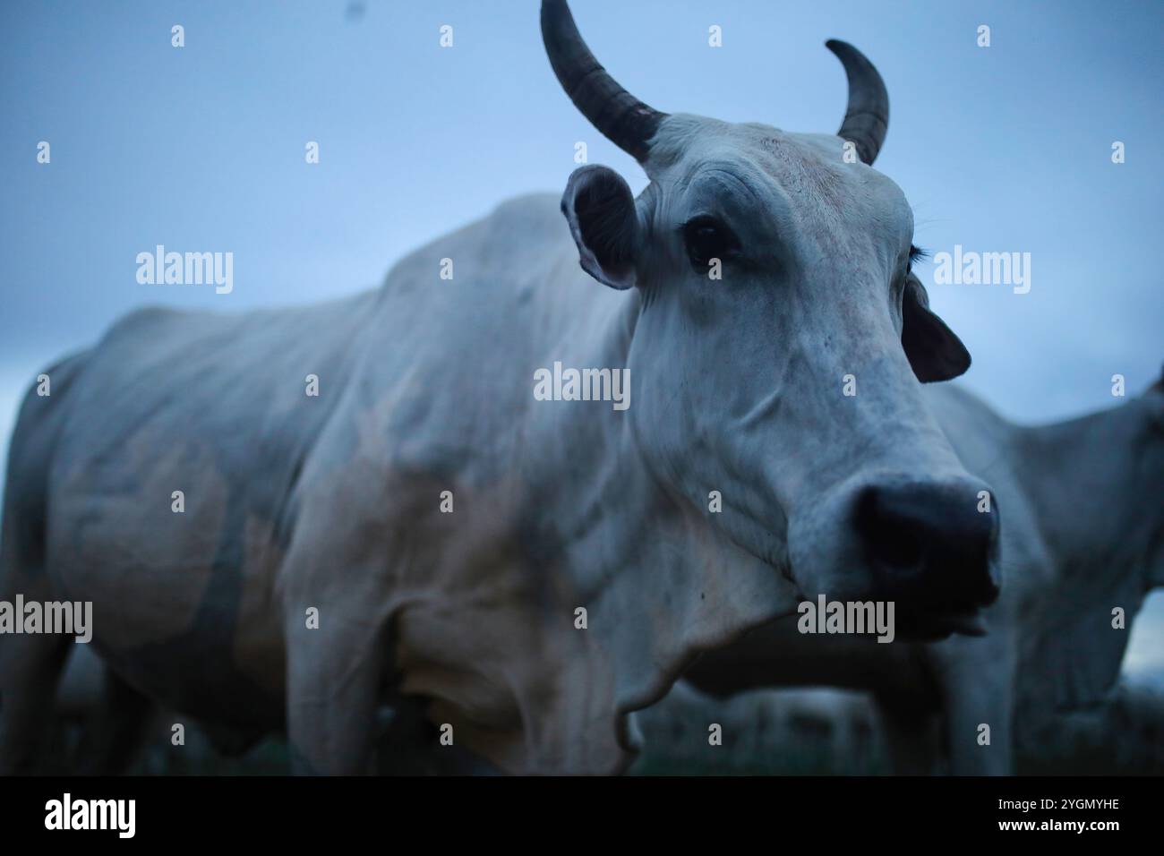 A cow from the Piuval farm pictured. Ecotourism promotes truce between ...
