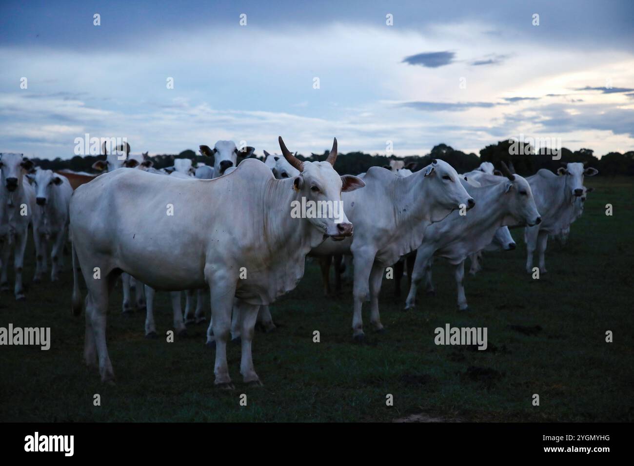 Cows from the Piuval farm herd are pictured. Ecotourism promotes truce ...