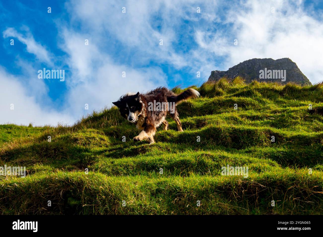 Happy sheepdog hi-res stock photography and images - Alamy