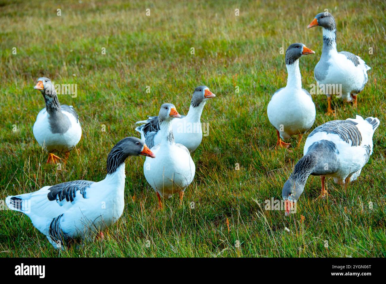 Faroese Geese - Faroe Islands Stock Photo - Alamy