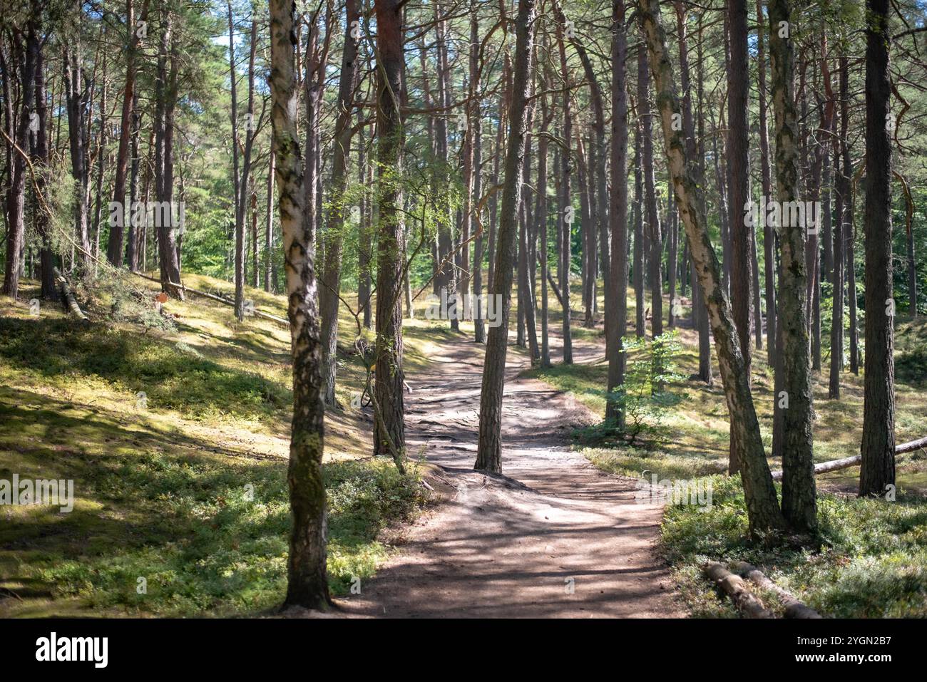 A serene pine forest along the Baltic coast in Kolobrzeg, Poland, with ...