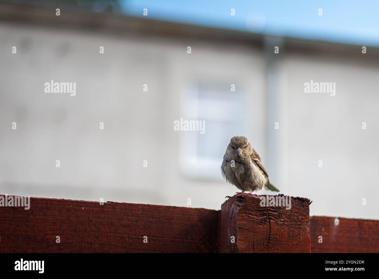 Feisty personality hi-res stock photography and images - Alamy