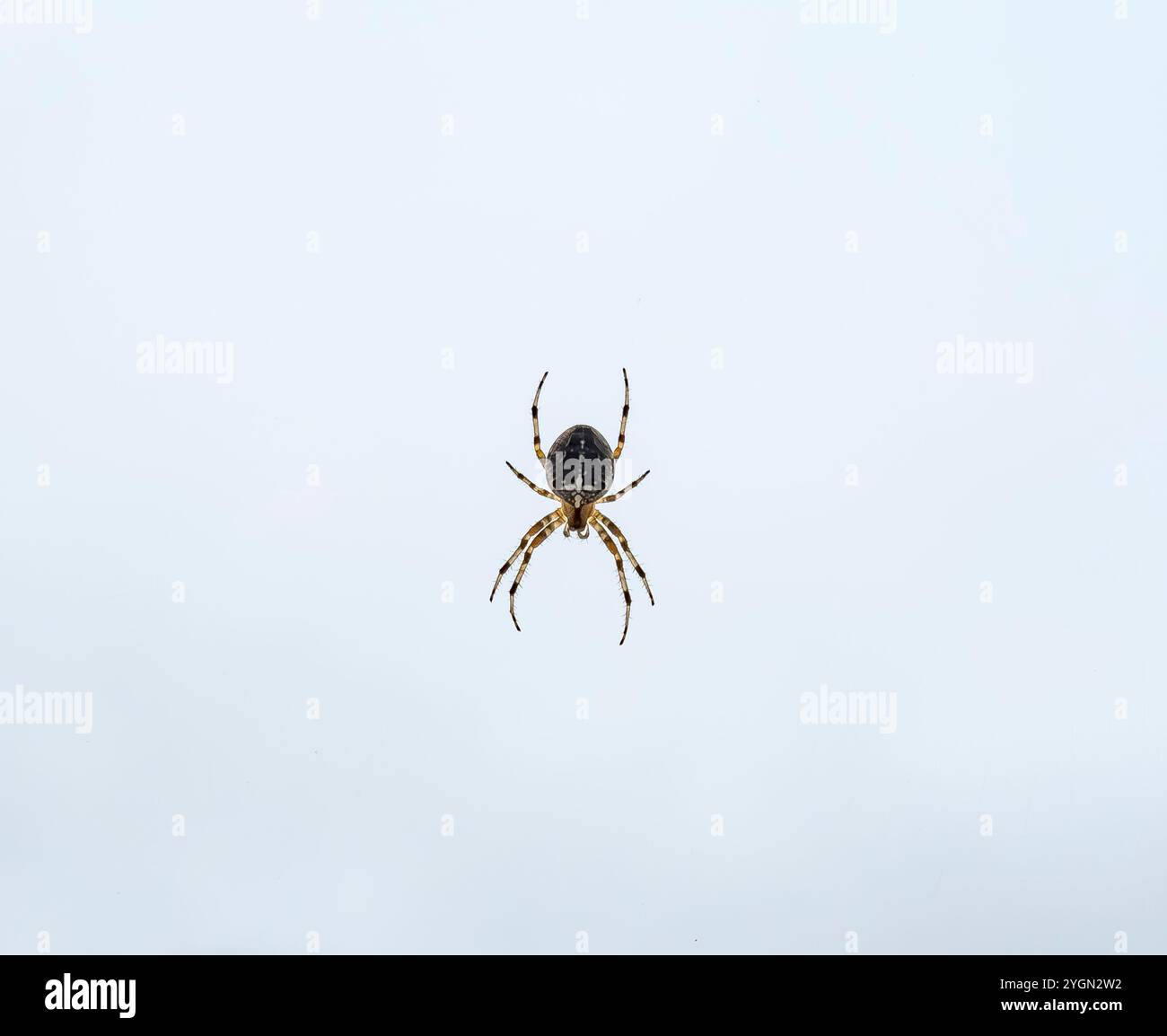 Female garden spider through window Stock Photo - Alamy