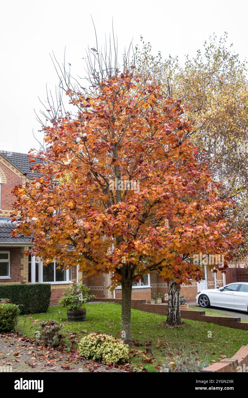 Red maple tree changing colour in autumn Stock Photo - Alamy