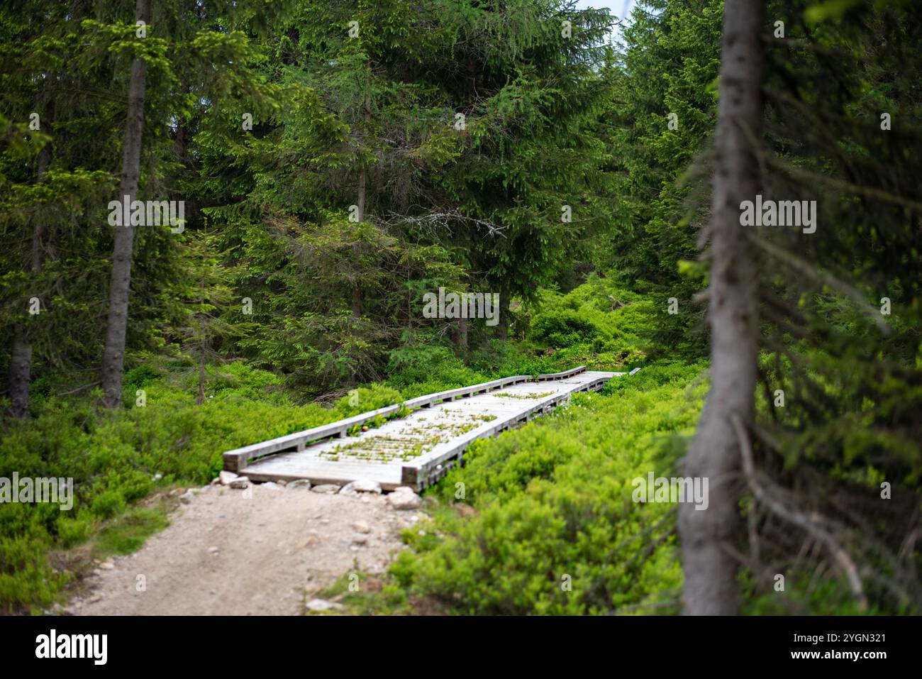 Forest trails in the Jizera Mountains, Czechia, lead through lush ...