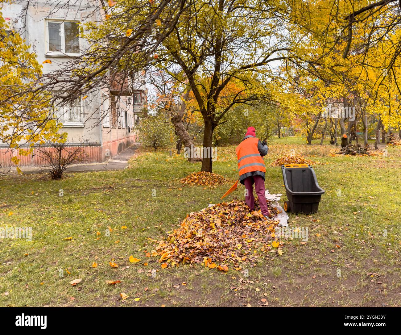 Municipal employee in safety vest raking yellow leaves near residential ...