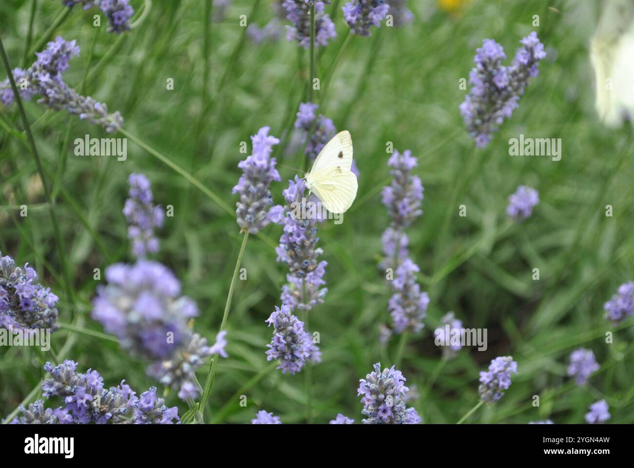 A bush of delicate lavender and a butterfly Stock Photo - Alamy