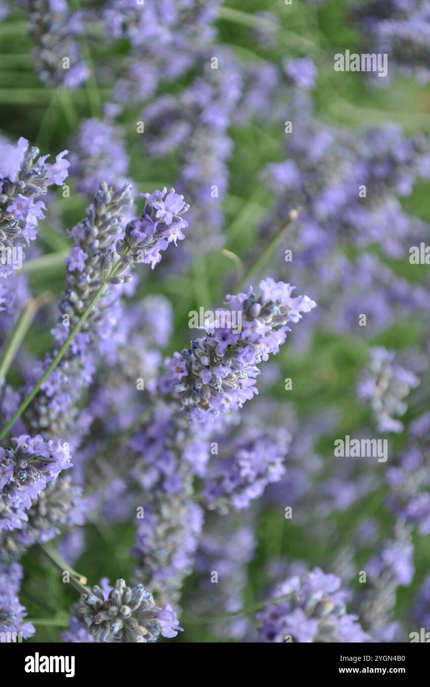 Curative sleep hi-res stock photography and images - Alamy