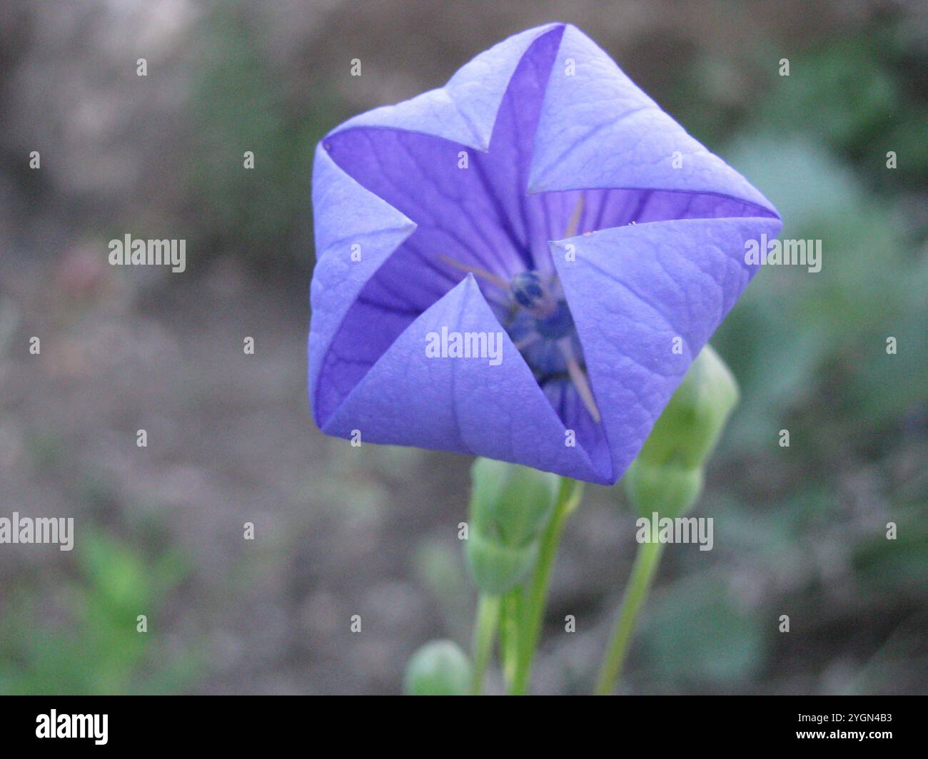 Fragile bellflower hi-res stock photography and images - Alamy