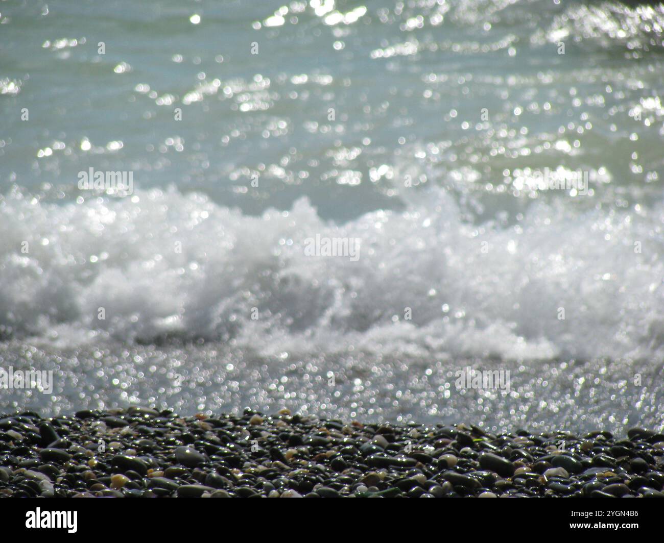 Sea shells on the beach Stock Photo - Alamy