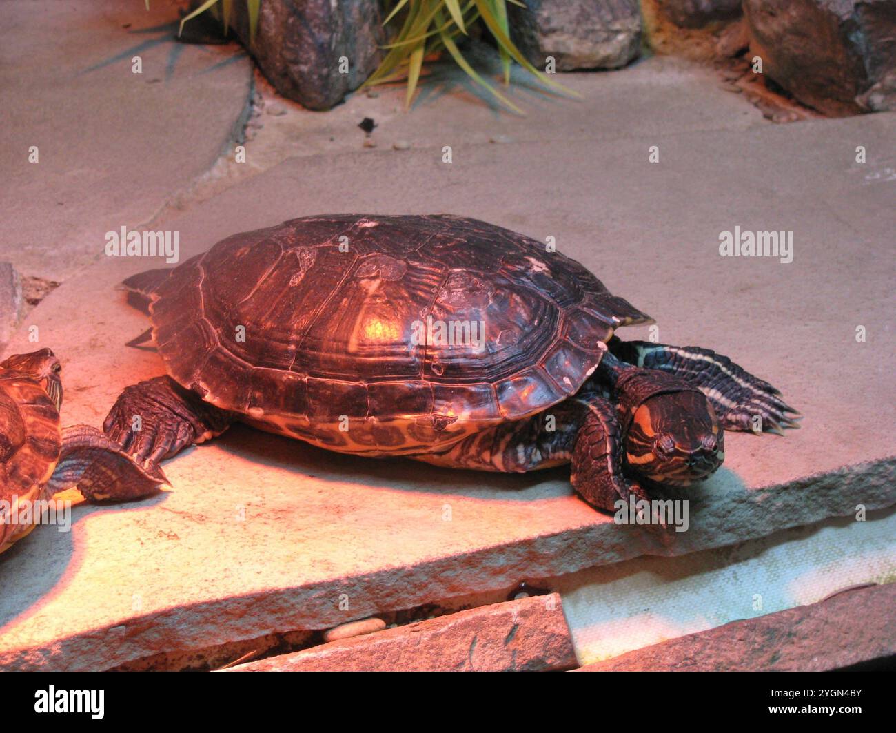 Yalta, Crimea, Ukraine - July 13, 2011: red-eared slider turtle Stock ...