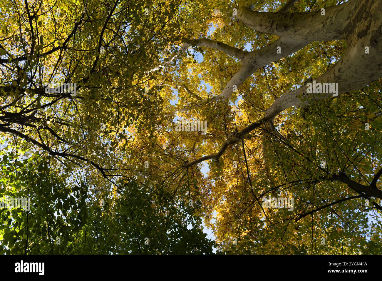 photo of colorful autumn leaves in the park at prank Stock Photo - Alamy