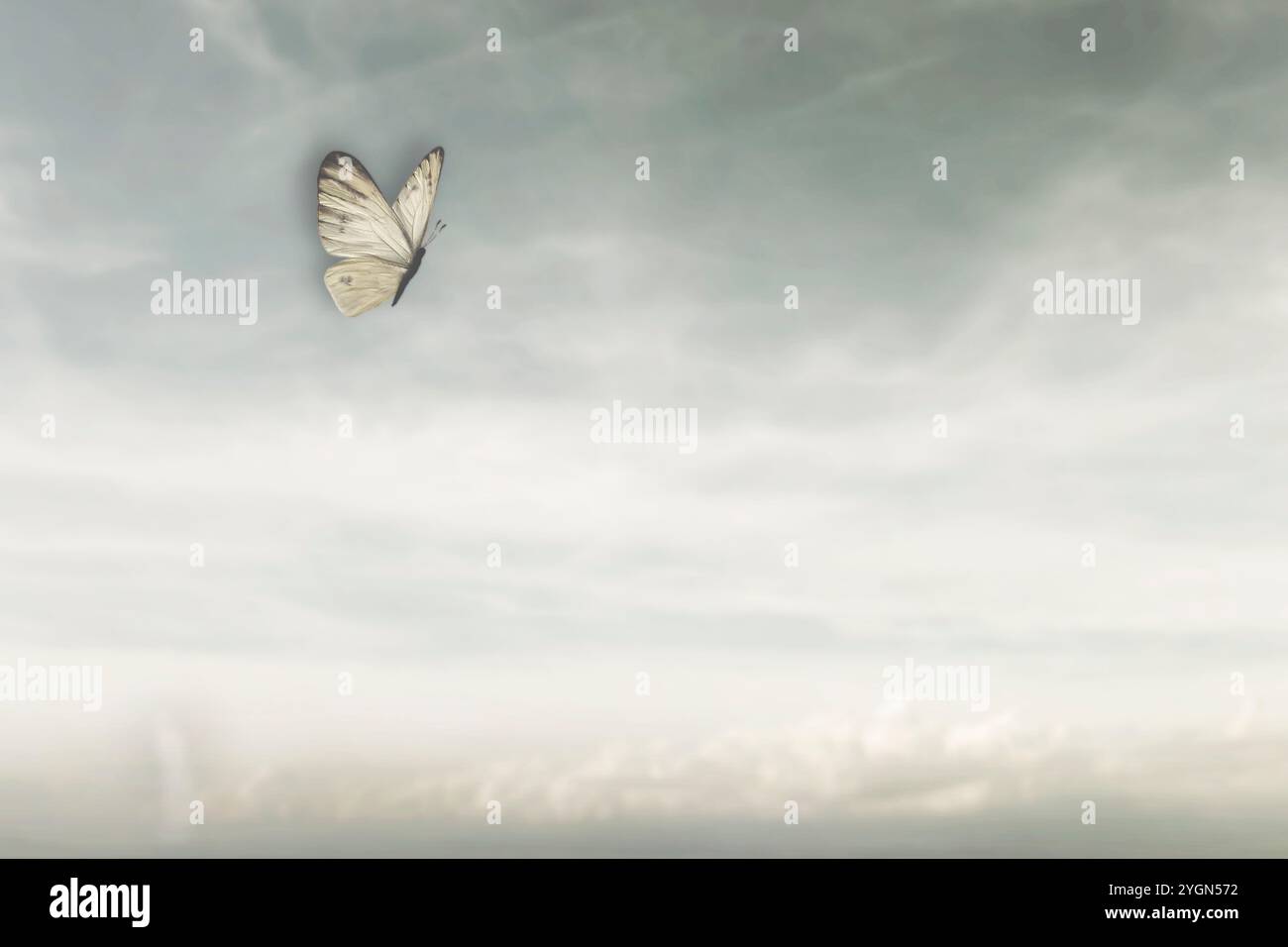 Traveling butterfly hi-res stock photography and images - Alamy