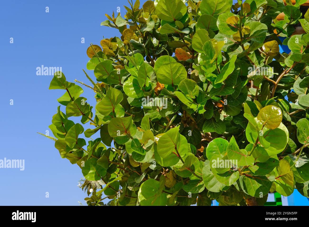 Lush branches with Shiny evergreen leathery leaves veined in red of Sea ...