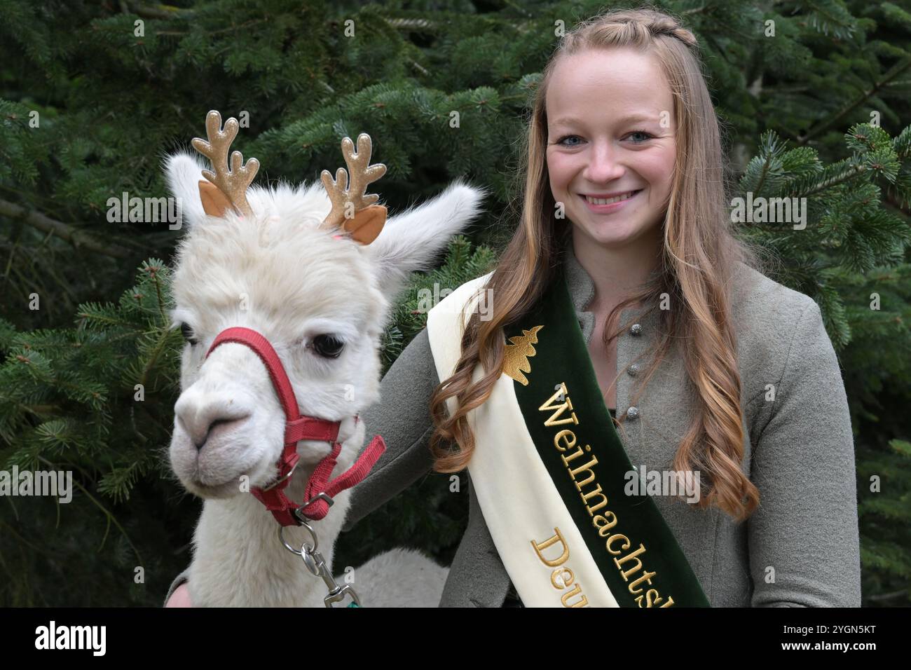08 November 2024, Brandenburg, Werder (Havel): Germany's Christmas tree ...
