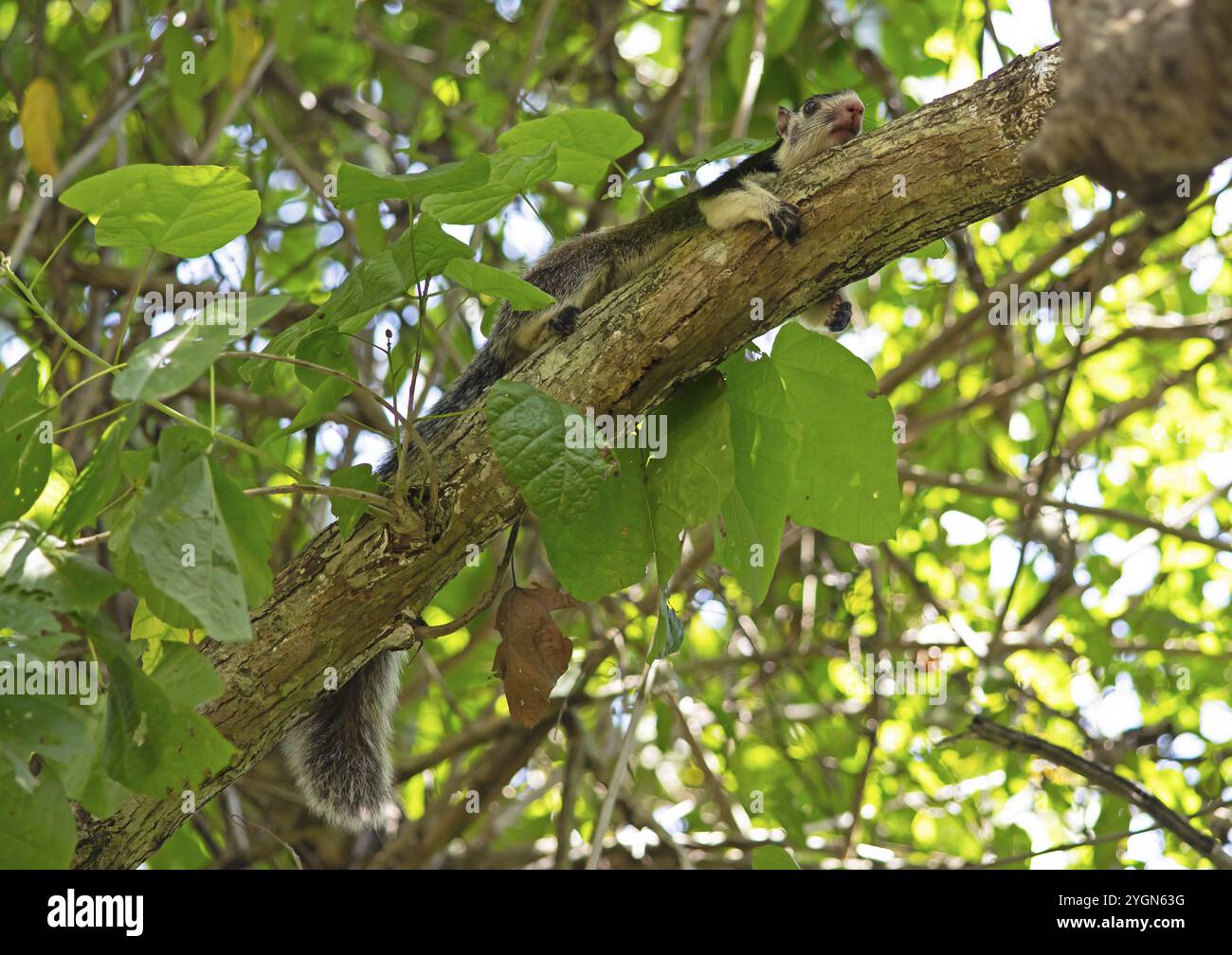 Sri Lanka giant squirrel (Ratufa macroura) on a tree, Habarana ...