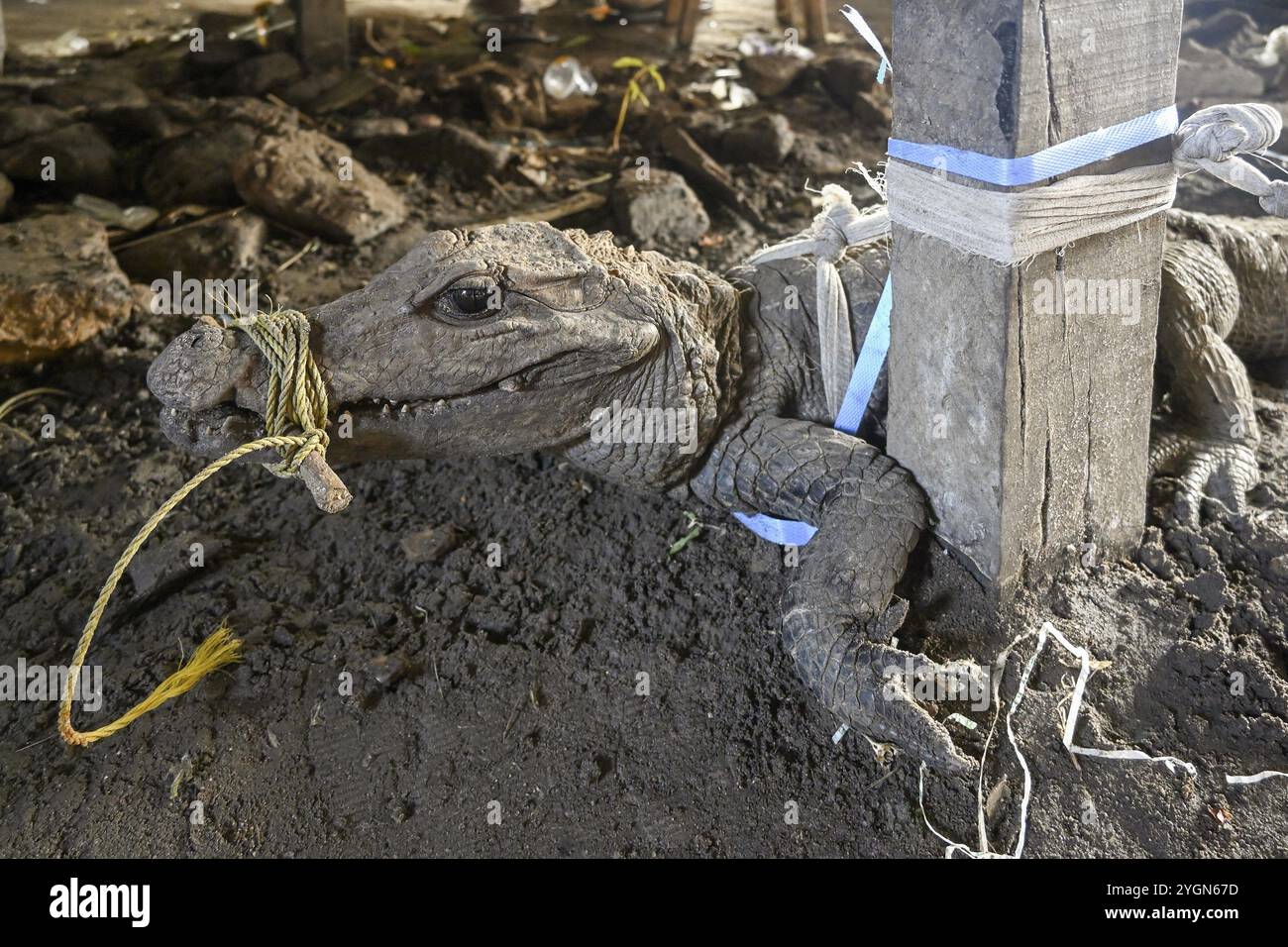 Congo market hi-res stock photography and images - Alamy